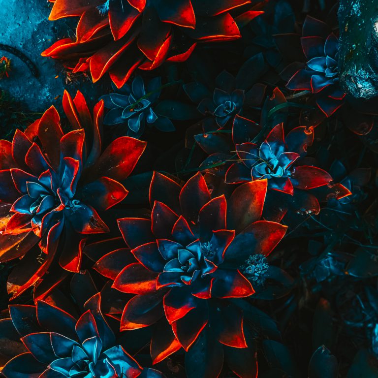 Flower Bed – Kaiser Factory